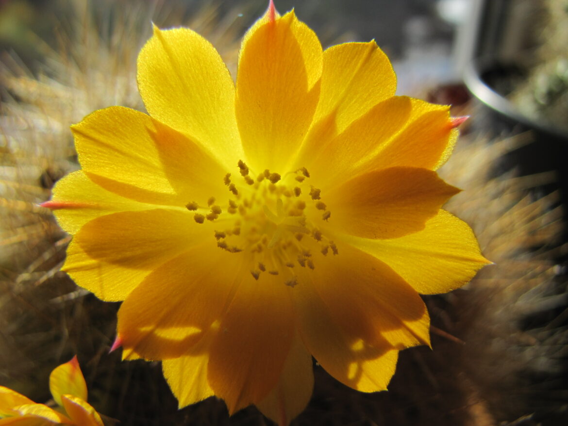 Pavens fastebudskap 2021 – Tro, håp og kjærlighet forbundet med faste ...