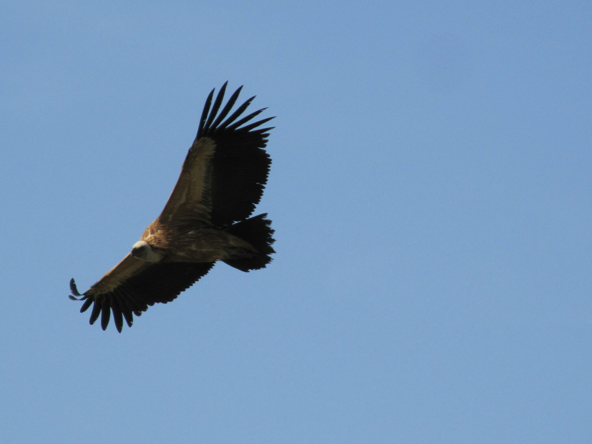 I fellesskap gjennom fastetiden – Vinden blåser dit den vil – St Hallvard menighet